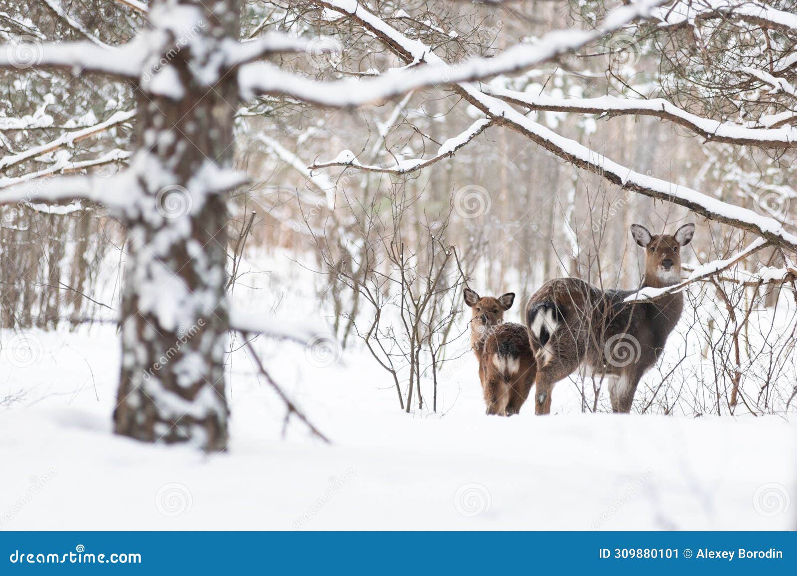Sika Deer, Doe and Fawn in the Winter Forest Stock Image - Image of ...