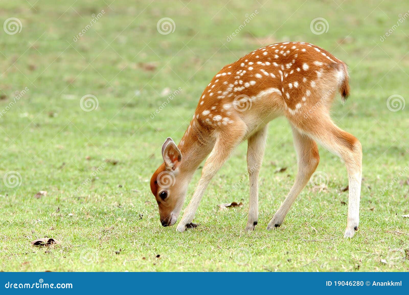 Baby Sika Deer Royalty-Free Stock Image | CartoonDealer.com #30220654