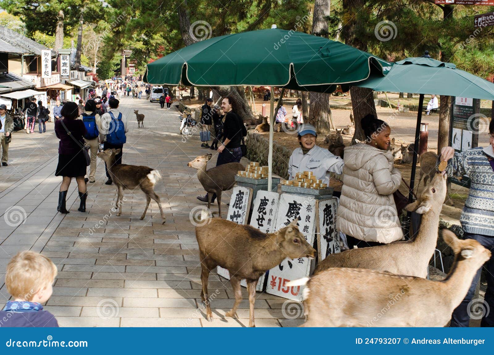 Sika Deer Feeding Booth in Nara Editorial Photography - Image of green ...