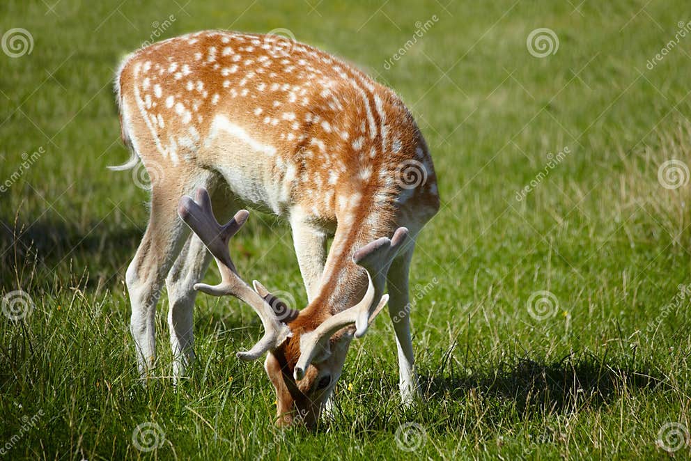 Sika Deer Feeding on Green Grass Stock Photo - Image of green ...