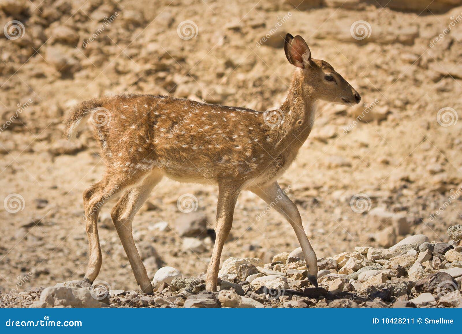 Sika Deer female stock image. Image of cervus, plains - 10428211