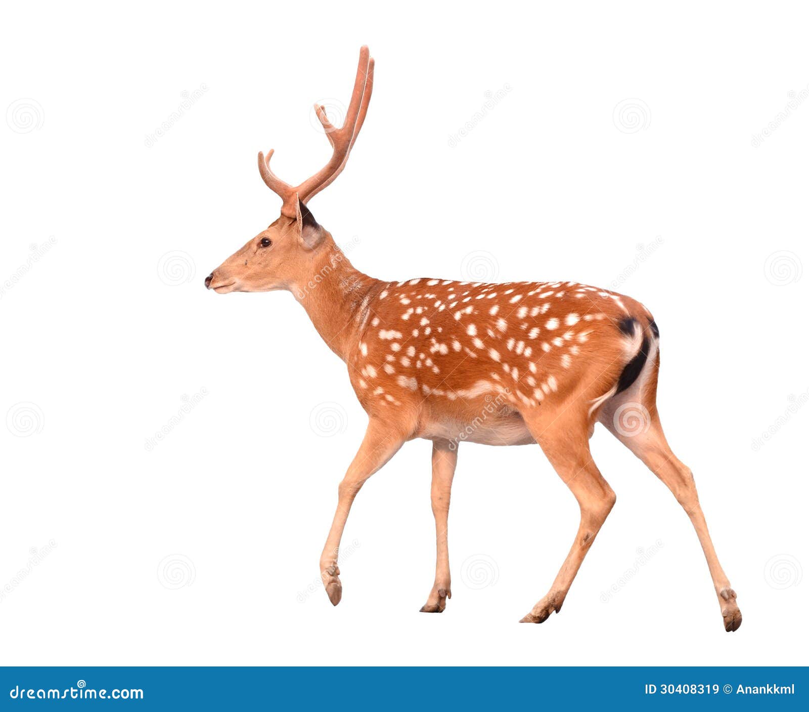 Sika deer isolated stock image. Image of background, sika - 30408319