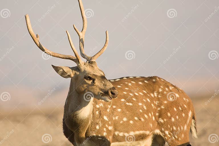 Sika Deer male stock photo. Image of cervus, mammal, japan - 10428390