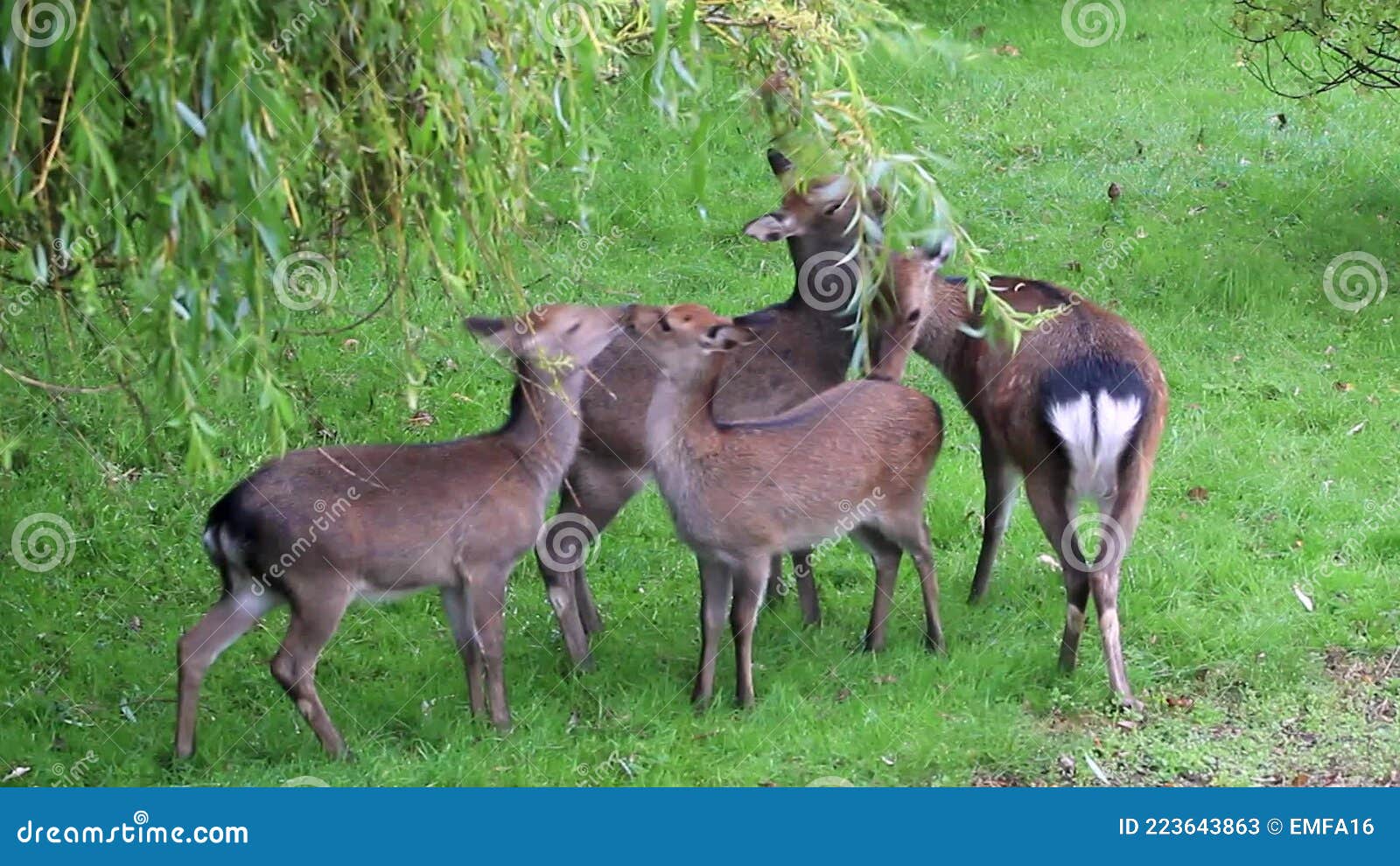 Sika Deer Pulling Leaves from Weeping Willow Tree with Fawns ...