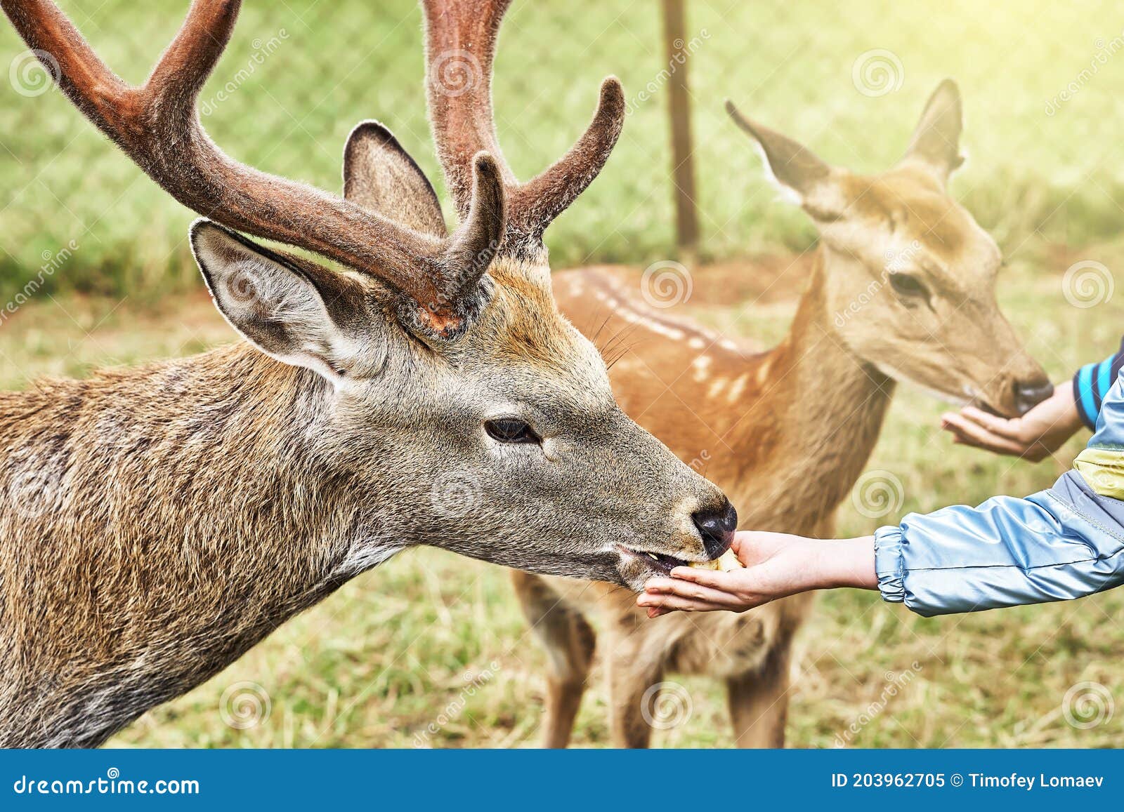 Sika Deer on a Reindeer Farm. Deer Feeding Stock Image - Image of horns ...