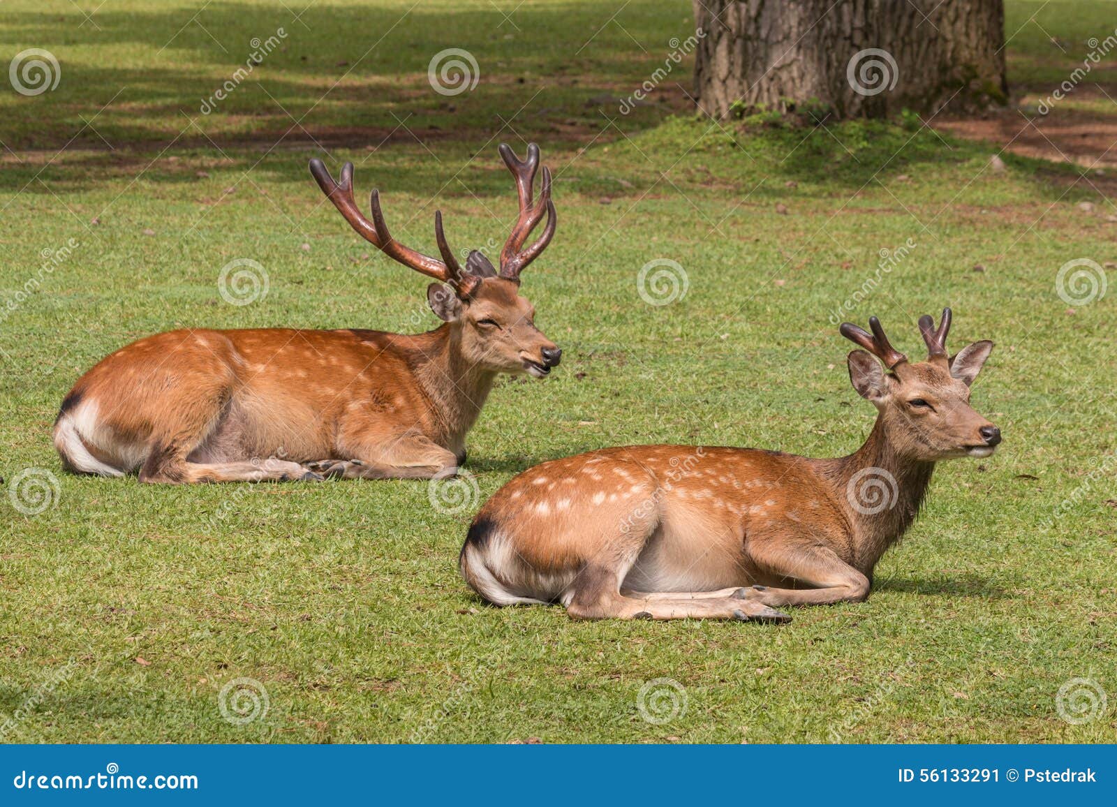 Sika Deer Stags Resting Grass Stock Photos - Free & Royalty-Free Stock ...