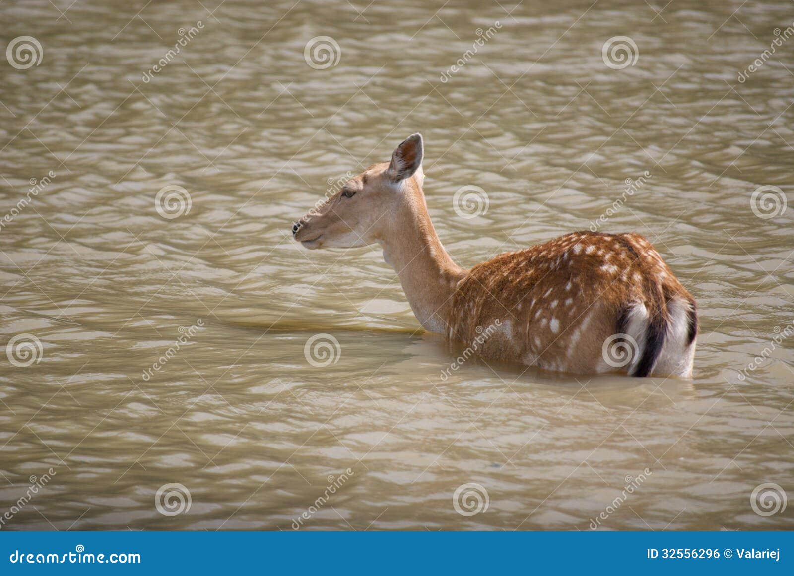 Sika Deer stock photo. Image of lake, pond, stream, fawn - 32556296