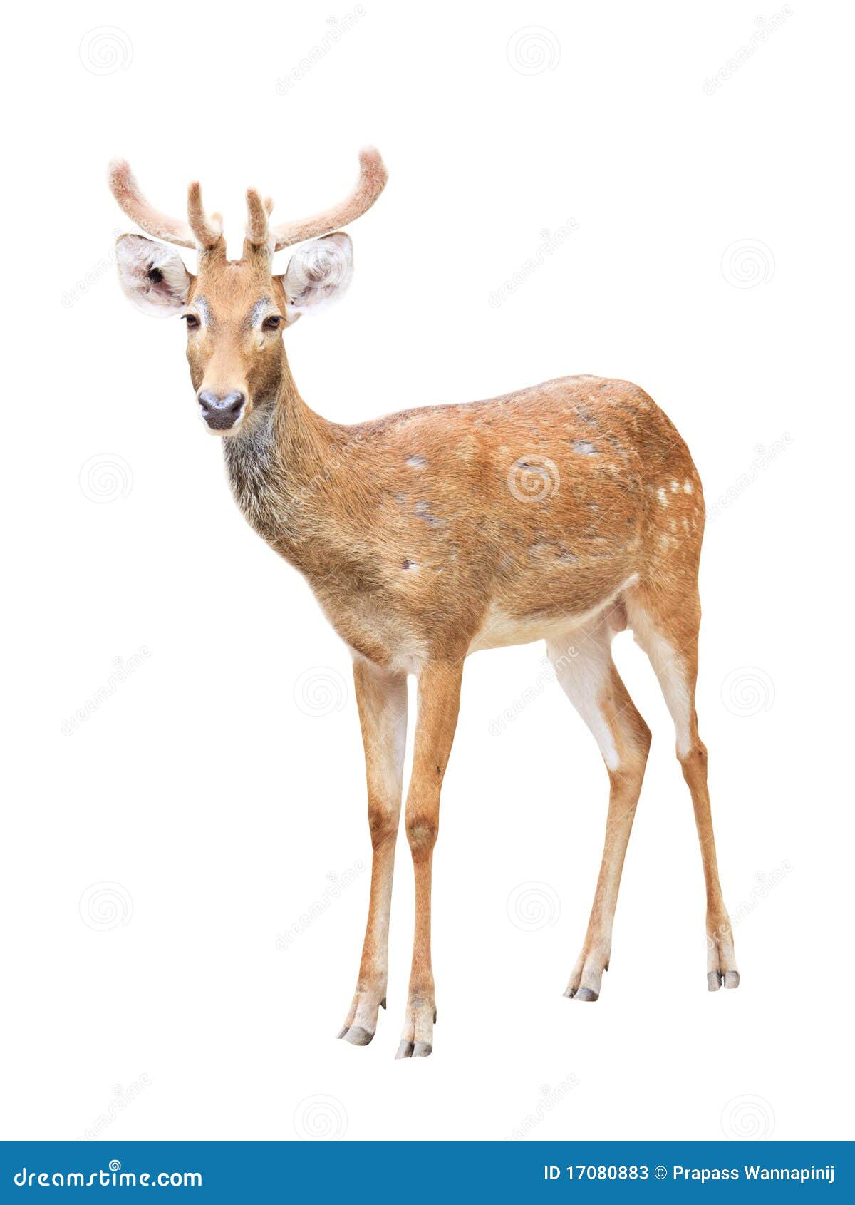 Sika Deer At The Great South Gate Of Todaiji Temple Stock Photography ...
