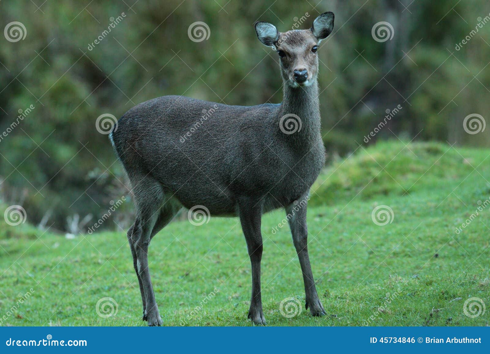 Sika hind deer. stock photo. Image of hinds, deer, hills - 45734846