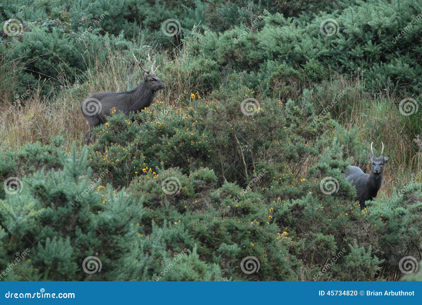Sika stag deer. stock photo. Image of antlers, wild, fauna - 45734820