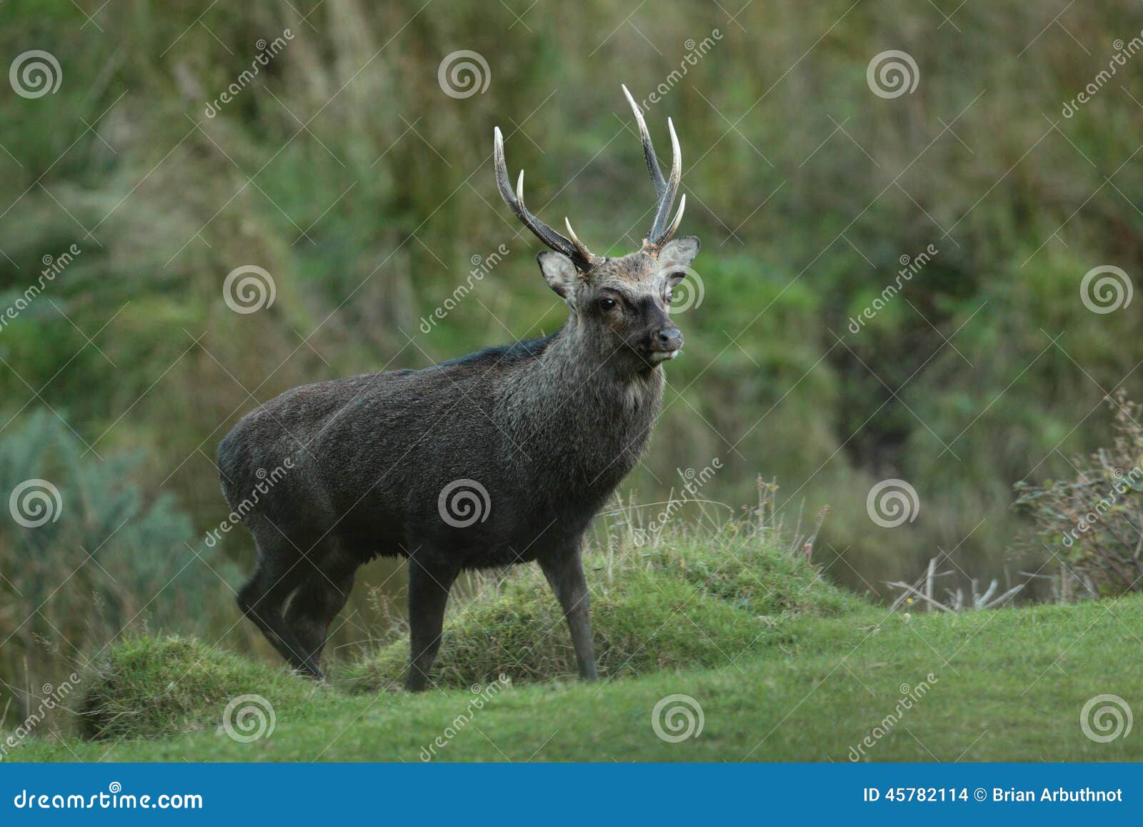 Wild sika stag deer. stock photo. Image of profile, hills - 45782114
