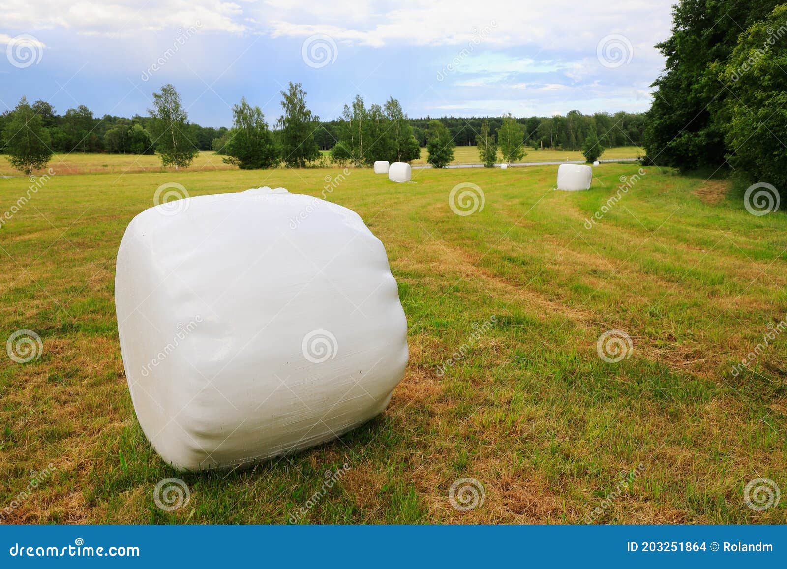 Silage bale stock photo. Image of sunshine, ensilage - 203251864