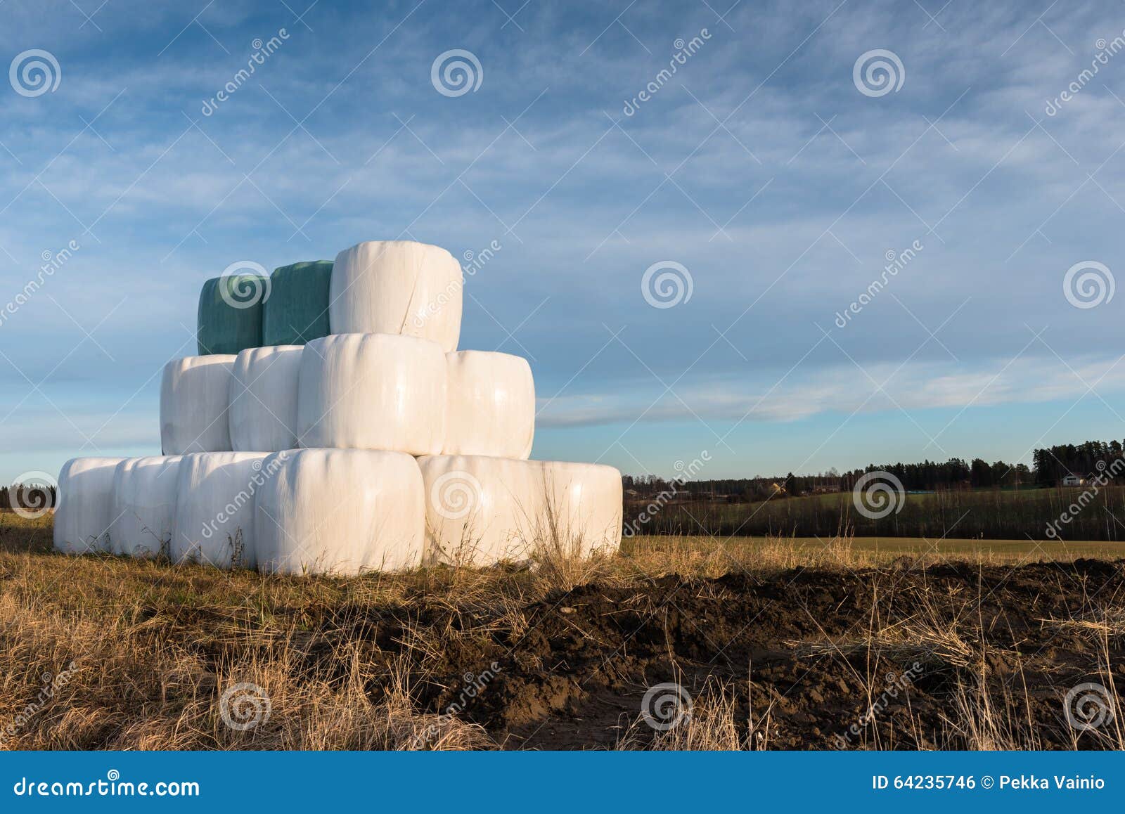 Silage bales stock photo. Image of straw, blue, field - 64235746