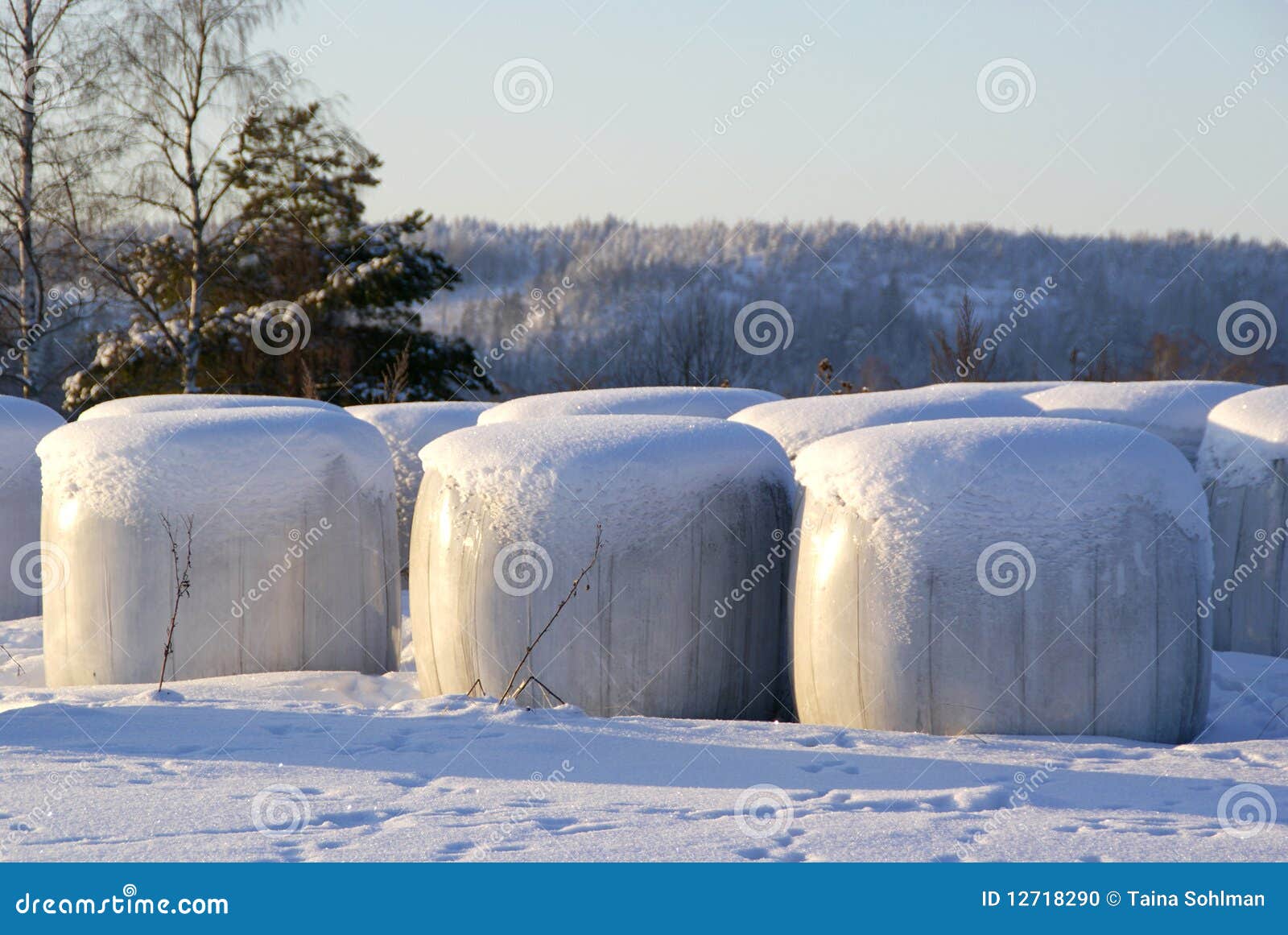 Silage Bales in Snow stock photo. Image of crop, ensilage - 12718290