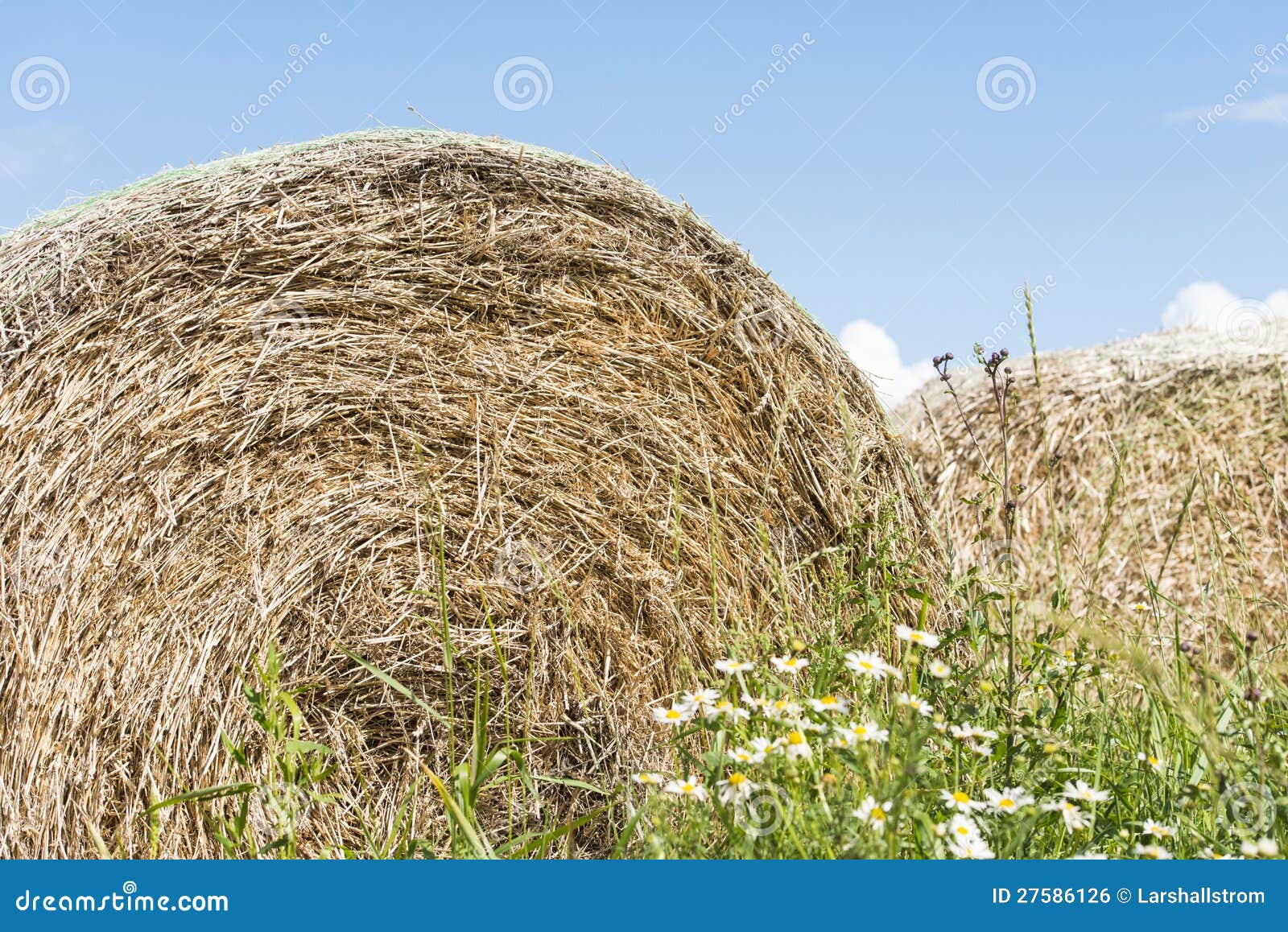 Silage Bales in Summer Landscape Stock Photo - Image of countryside ...