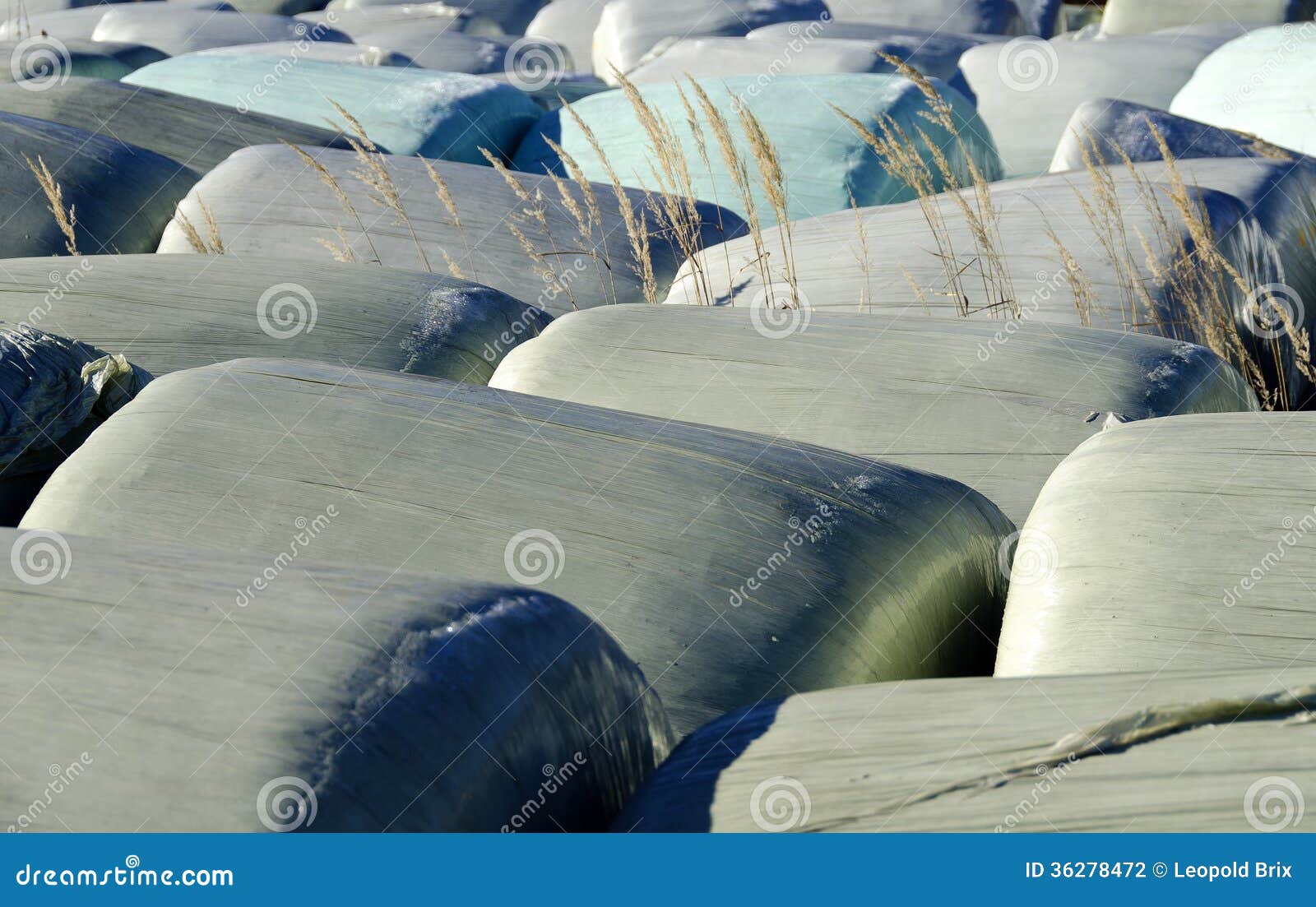 Silage Bales Wrapped Up in Foil Stock Photo - Image of agronomy ...