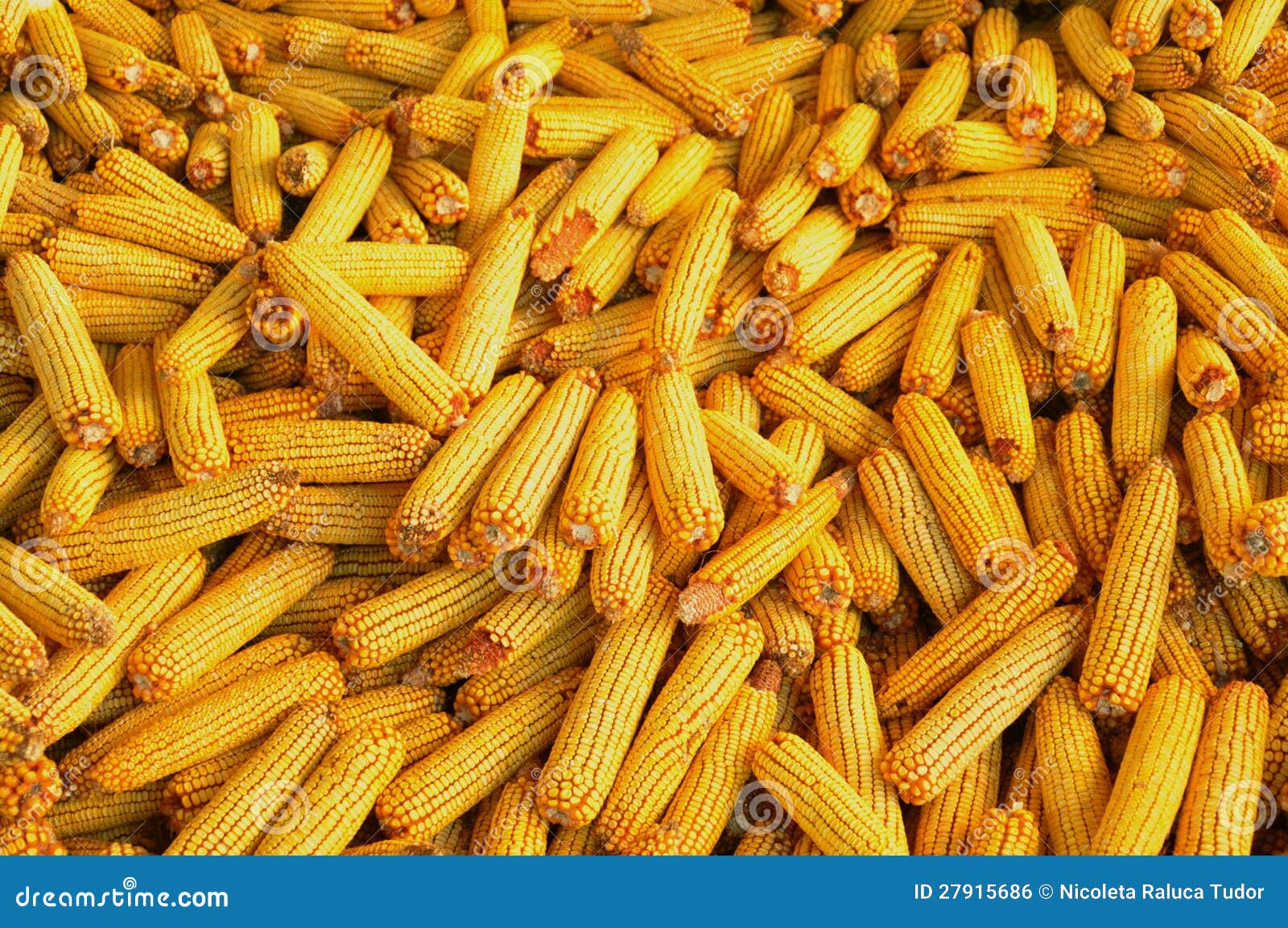 Silage Corn Background Stock Photo | CartoonDealer.com #27915686