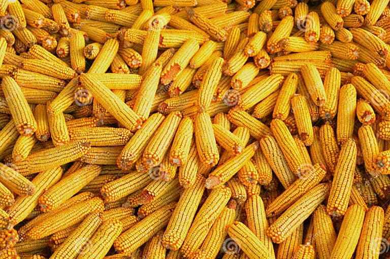Silage corn background stock photo. Image of maize, grain - 27915686