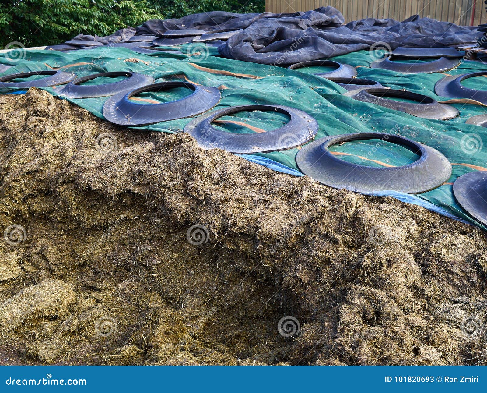 Silage Corn Maize Storage in a Dairy Farm Stock Image - Image of grain ...