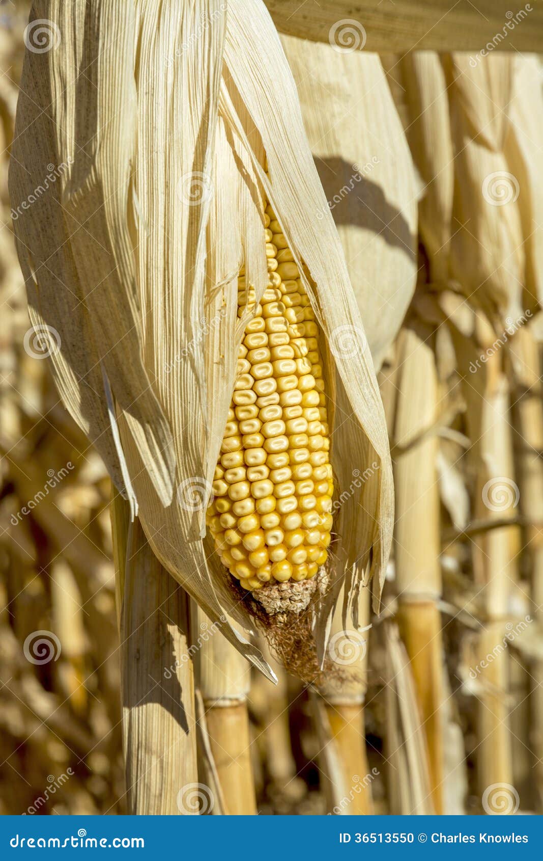 Silage Corn on the Stalk Winter Stock Photo - Image of rows, blue: 36513550