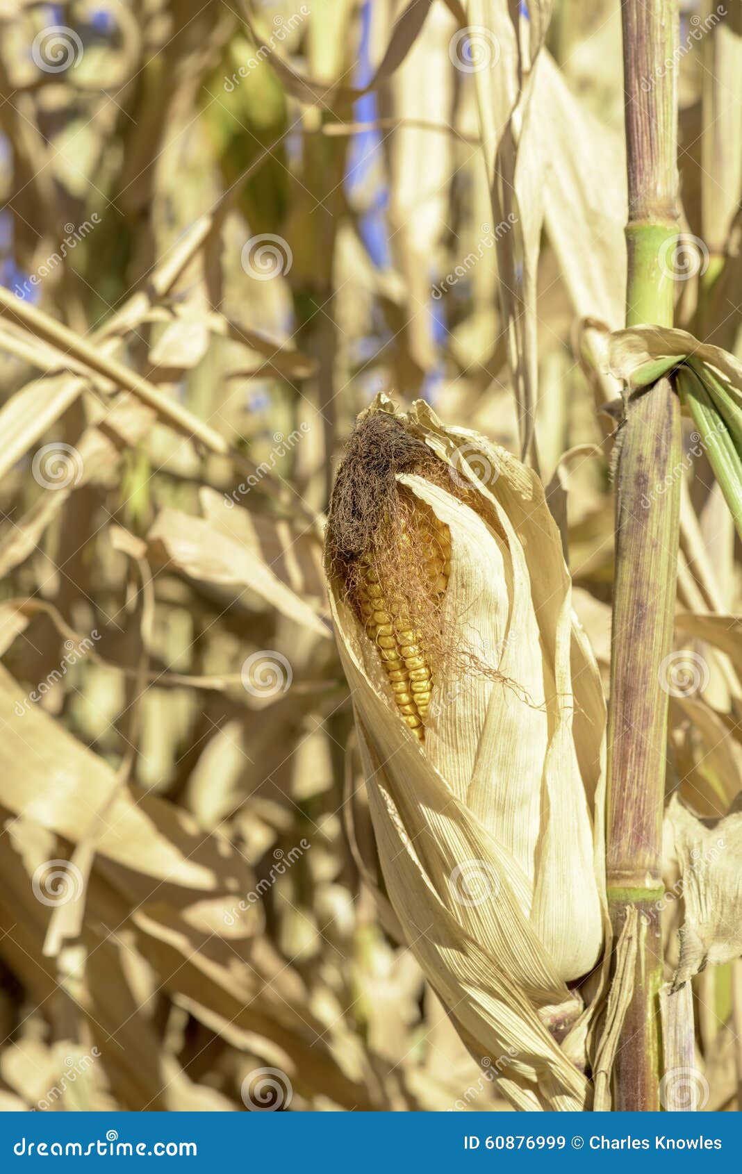 Silage Corn Background Stock Photography | CartoonDealer.com #27915686