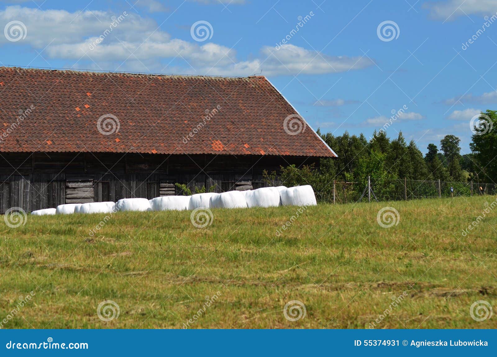 Silage field stock image. Image of trees, silage, grass - 55374931