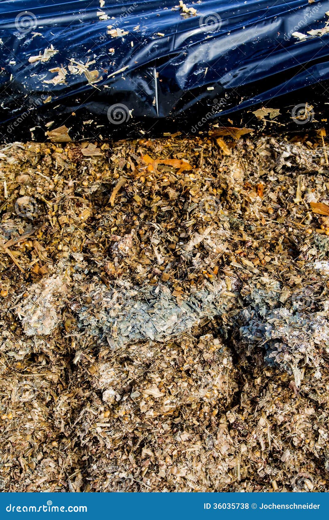 Silage fodder stock photo. Image of animal, fodder, feedingstuff - 36035738