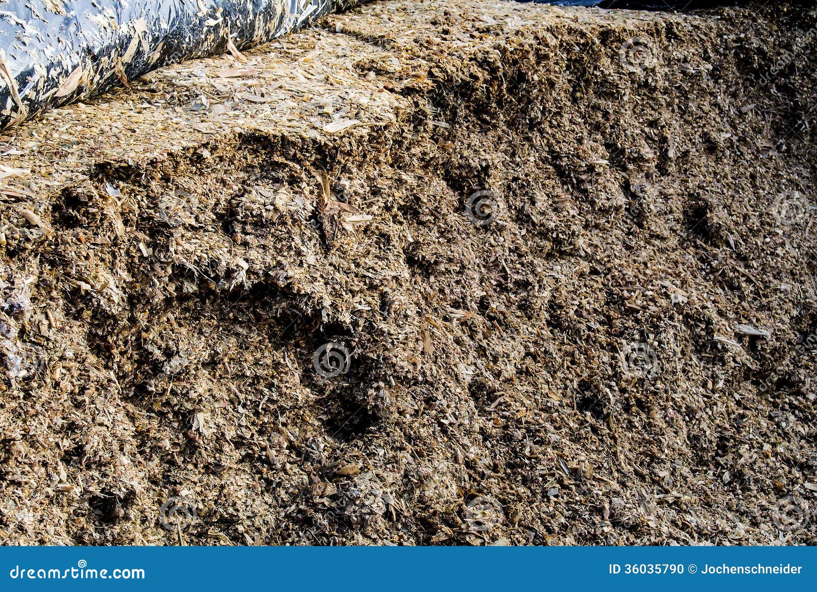 Silage fodder stock photo. Image of repository, silage - 36035790