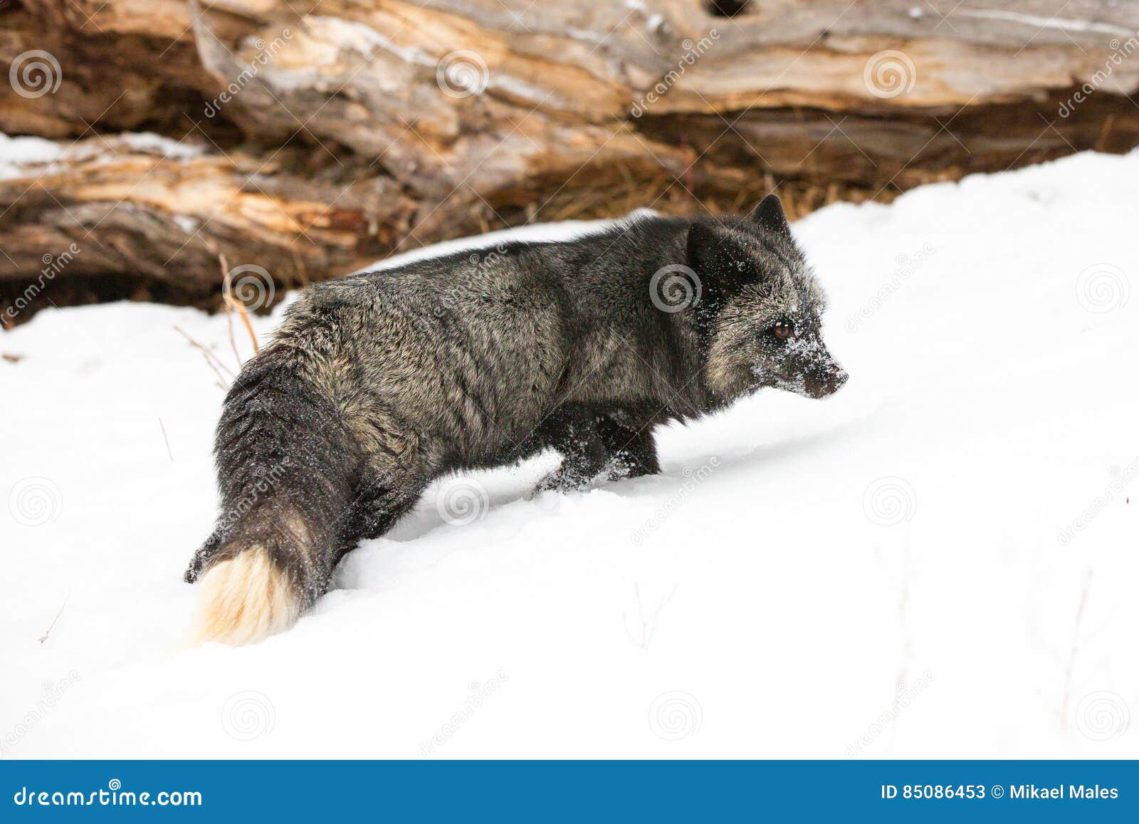 Silberfuchs, Der Den Wald Erforscht Stockbild - Bild von winter, schnee ...