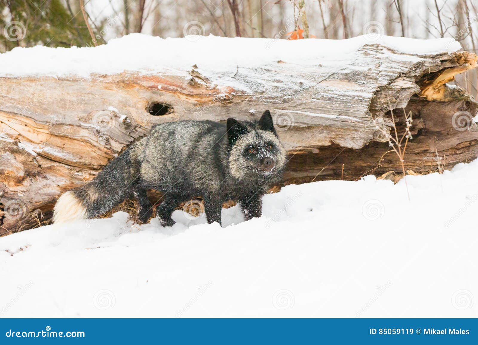 Silberfuchs im Wald stockbild. Bild von wald, tatzen - 85059119