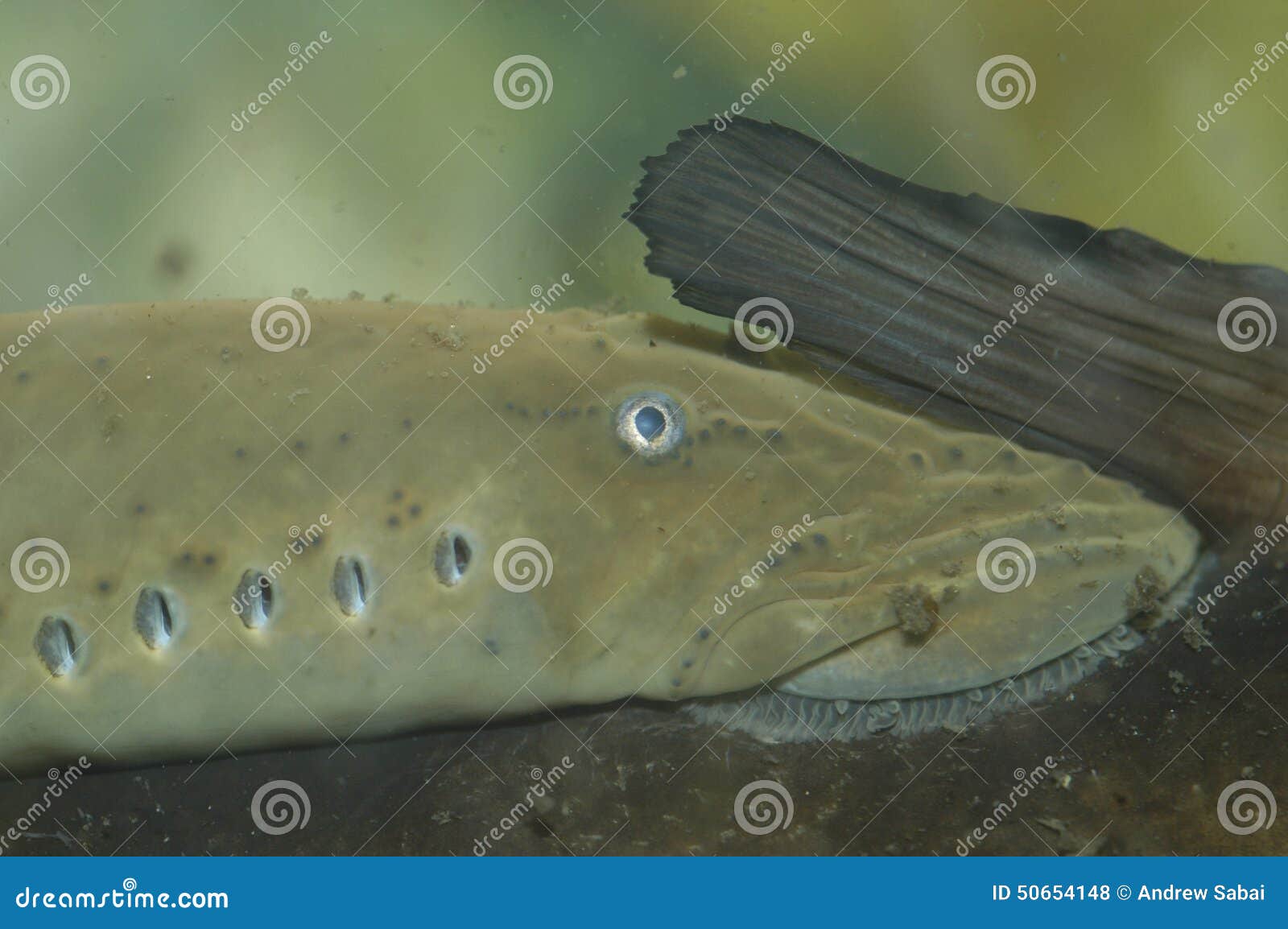 Silbernes Neunauge (Ichthyomyzon-unicuspis) Stockfoto - Bild von ...