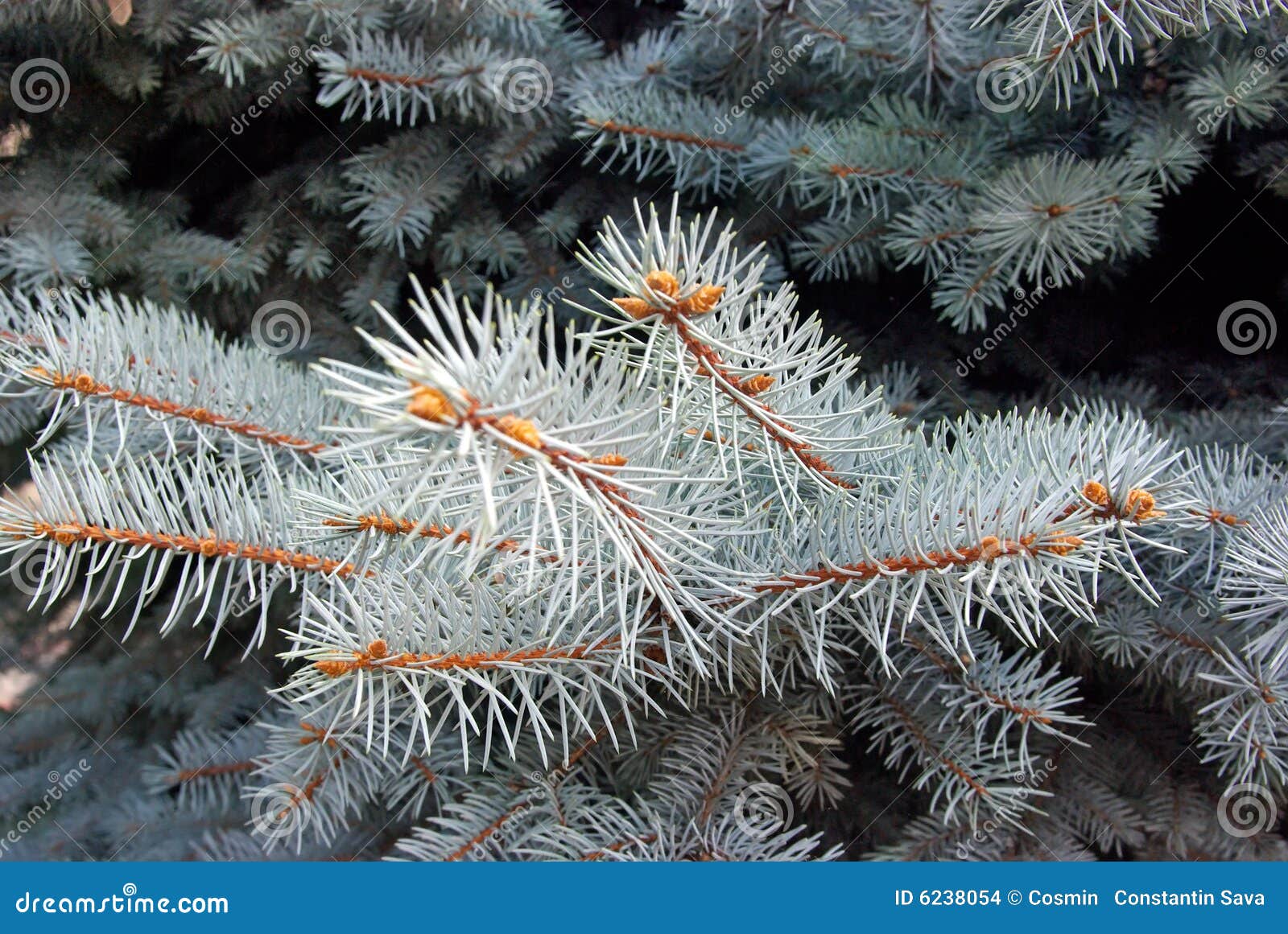 Silbertanne brenches stockfoto. Bild von kiefer, rumänien - 6238054