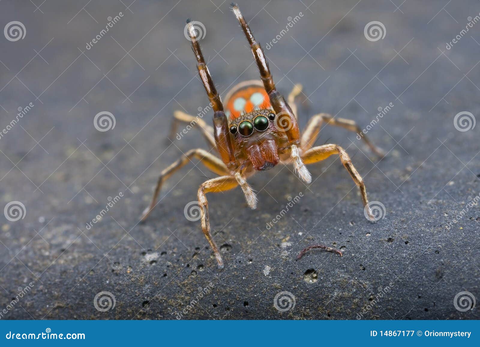 A silder jumping spider stock image. Image of siler, salticidae - 14867177