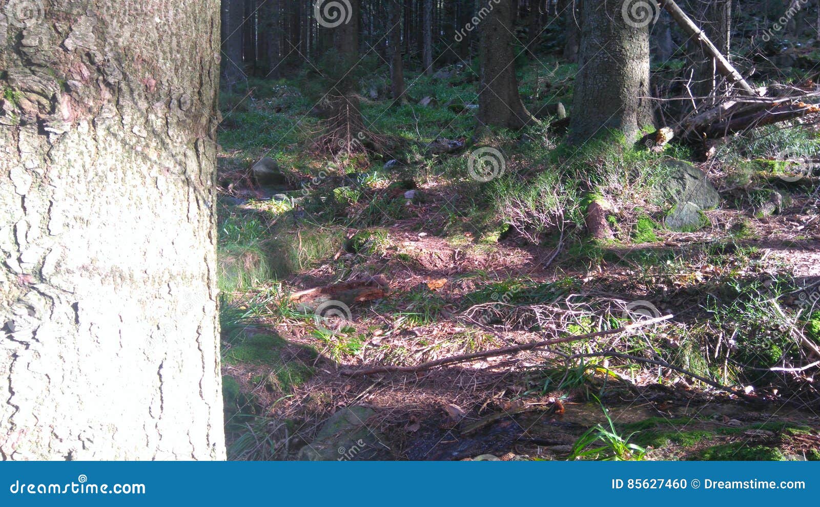 The silence in the Forest stock photo. Image of silence - 85627460