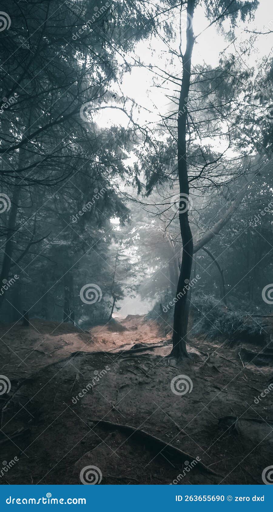 The Silence of the Forest is Filled with Longing Stock Photo - Image of ...