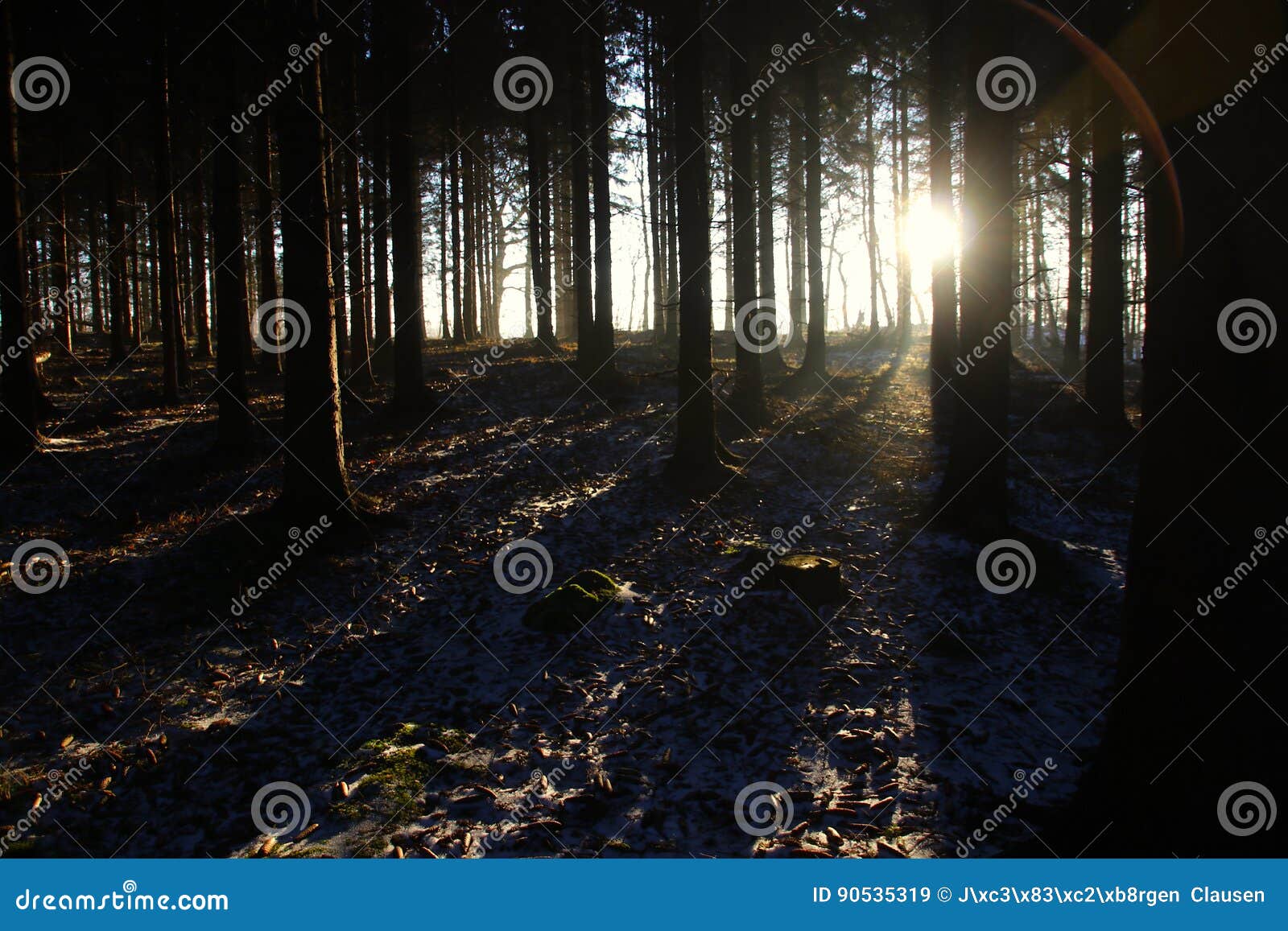 Silence in the Forest at Sunrise Stock Image - Image of sunshine, trees ...