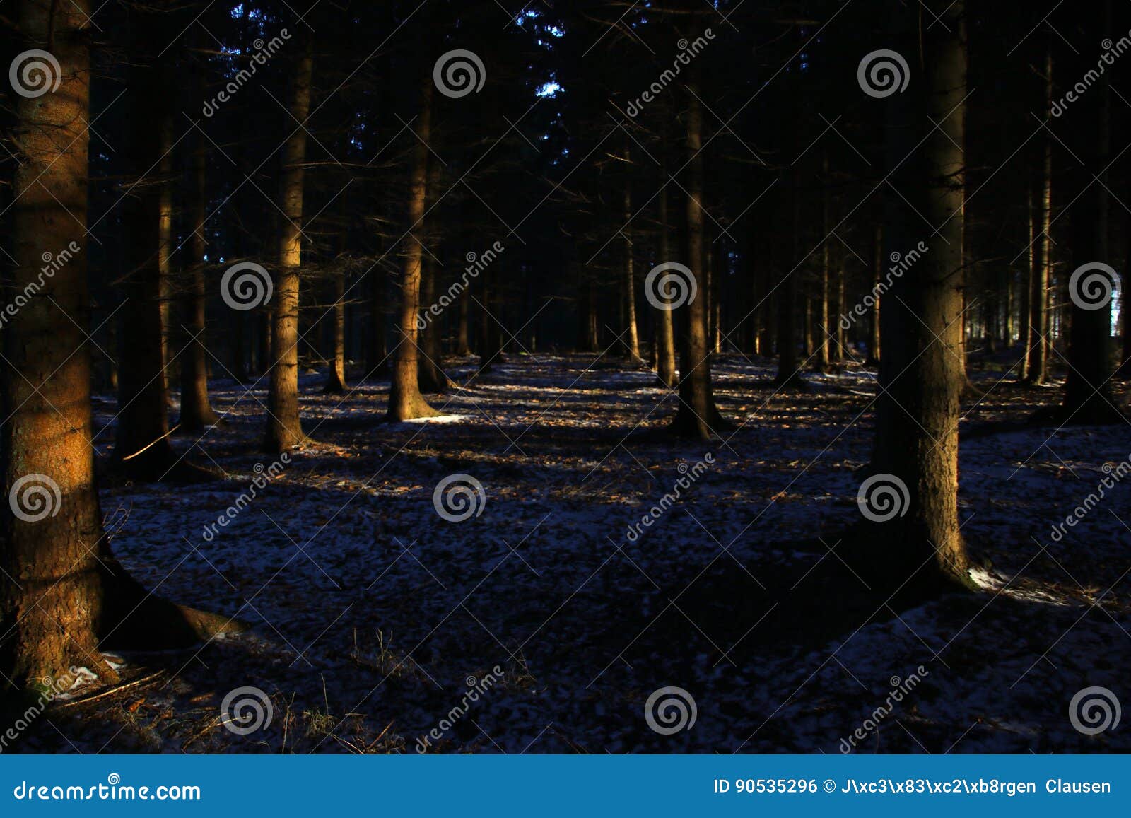 Silence in the Forest at Sunrise in February Stock Photo - Image of ...