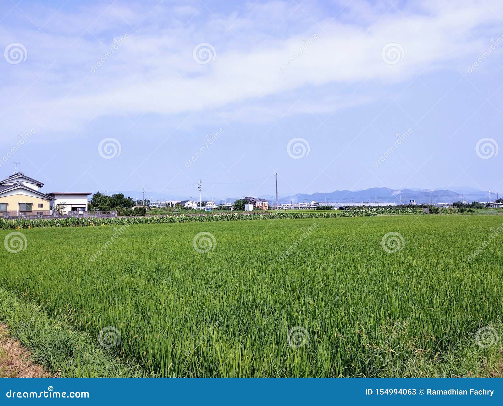 A Silence of Green Ricefield Stock Image - Image of farming, silence ...