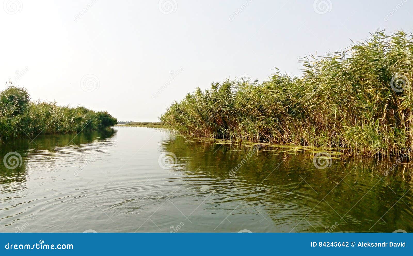 Silence among the reeds stock photo. Image of silence - 84245642