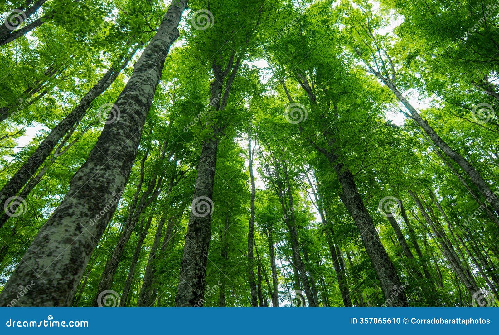The Intense Green of the Forest in the Spring Months Stock Photo ...