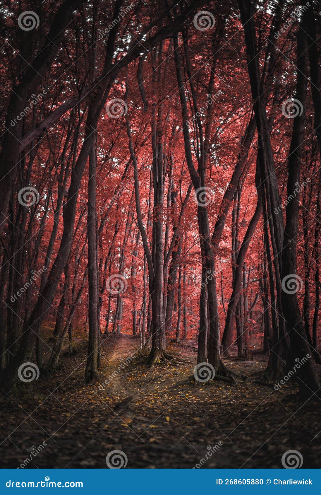 Silence in the Shade of the Trees. Stock Photo - Image of summer, shade ...