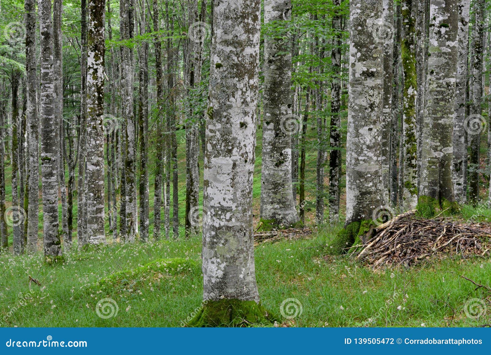 The Silence of Spring in the Forest Stock Photo - Image of michigan ...