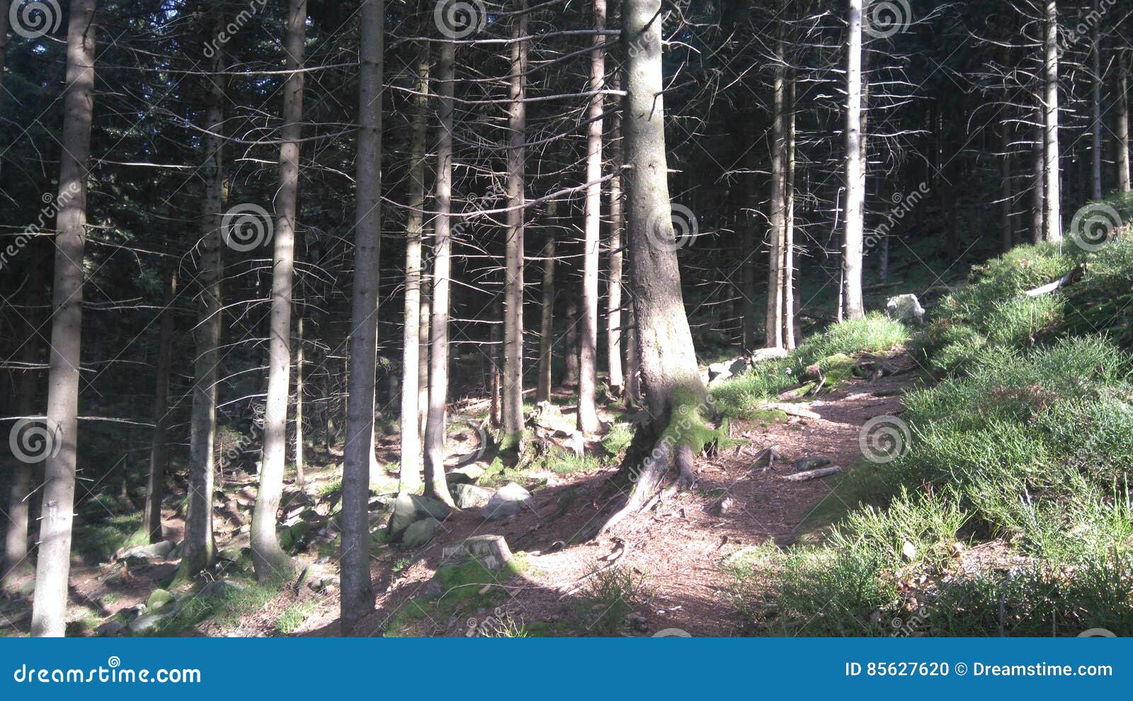 The silence stock photo. Image of mountain, forest, silence - 85627620