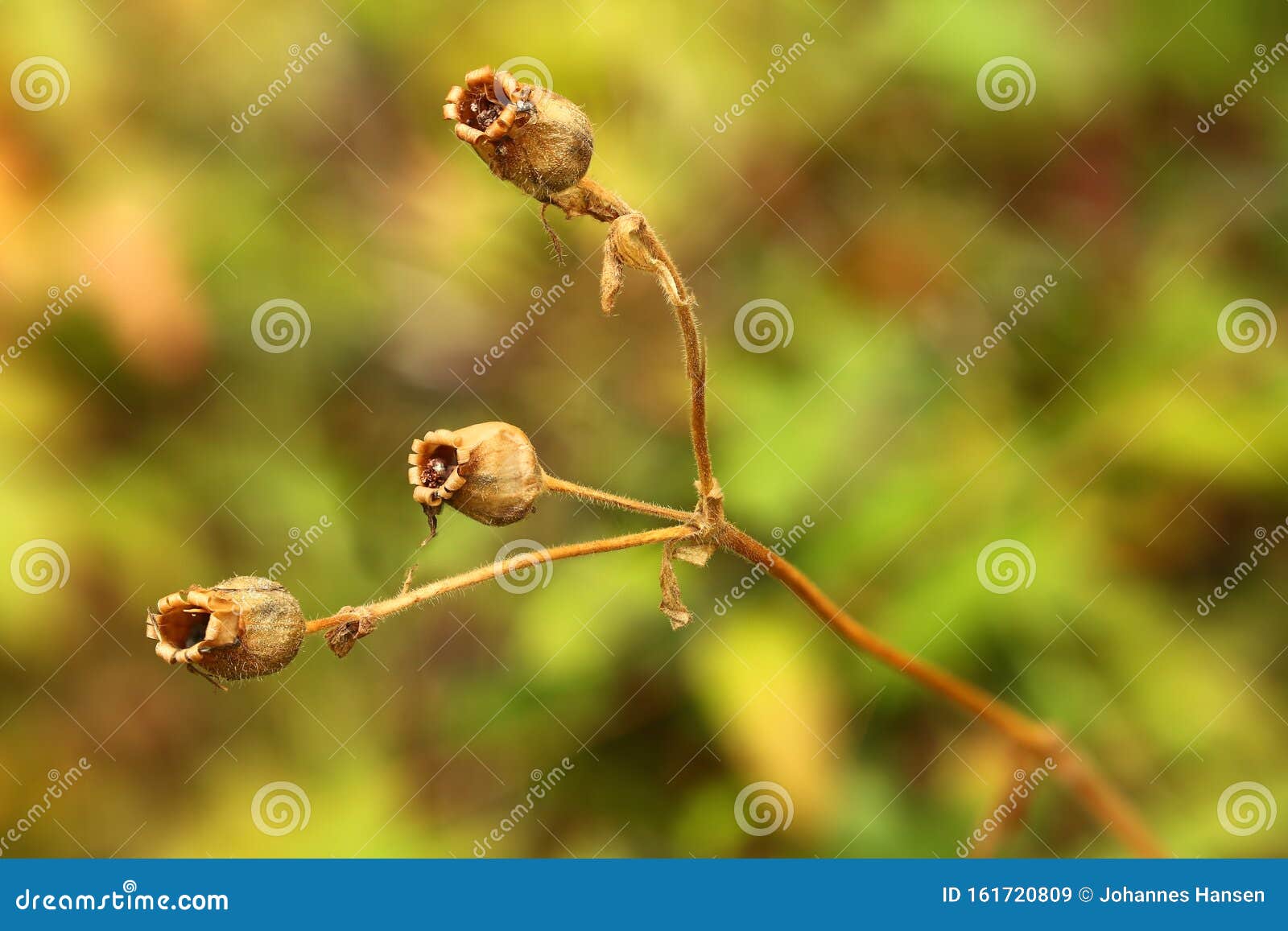 Silene Dioica, Commonly Called the Red Campion, during Seed Dispersal ...