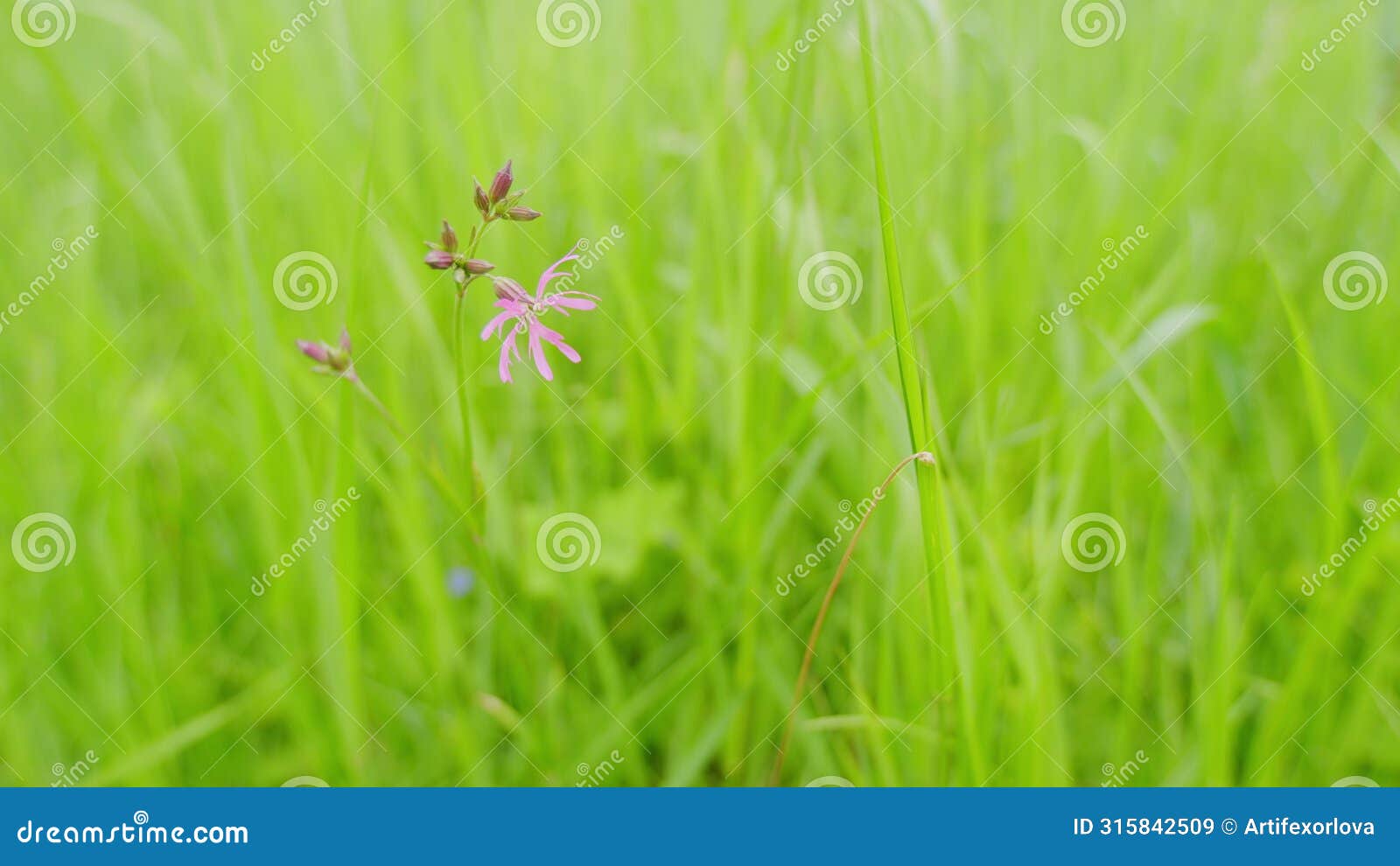 Silene Flos-cuculi, Commonly Called Ragged-robin. Cuckoo Flower, Silene ...