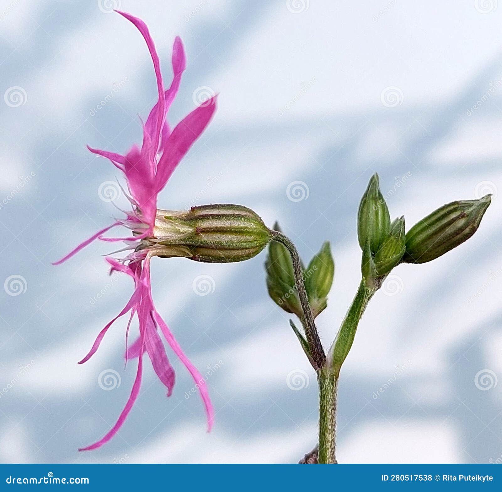 Silene flos-cuculi stock photo. Image of plant, cuckoo - 280517538