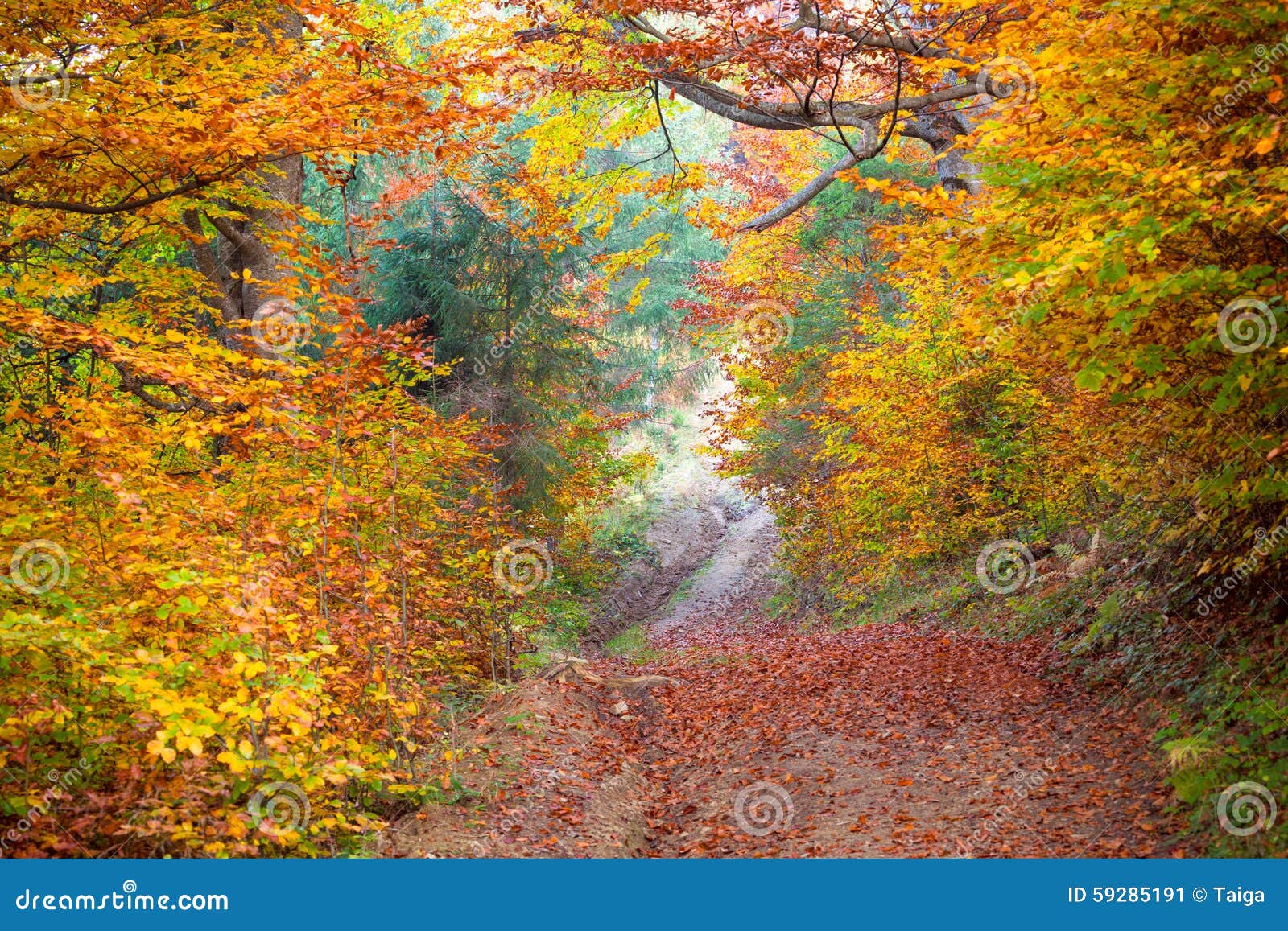 67,659 Horizontal Fall Background Stock Photos - Free & Royalty-Free ...