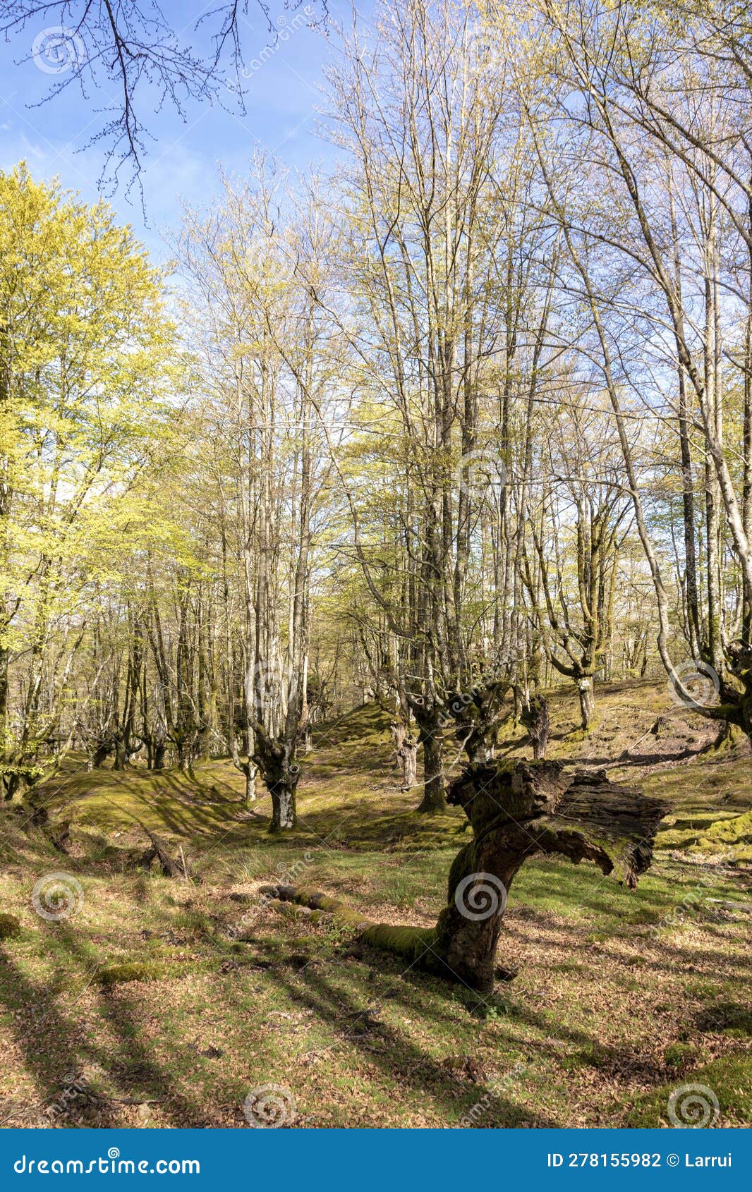 A Silent Beauty: Capturing the Serenity of a Basque Forest with a ...