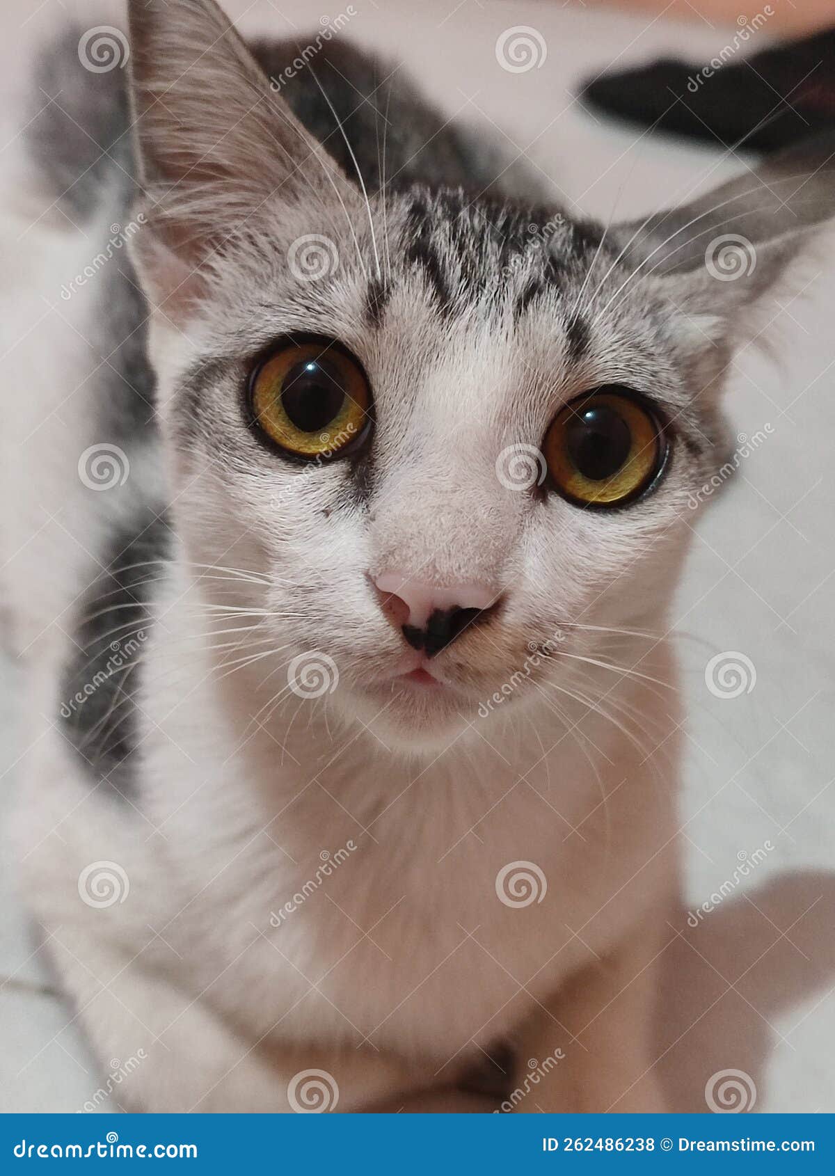 Silent cat stock photo. Image of silent, white, blacknwhite - 262486238