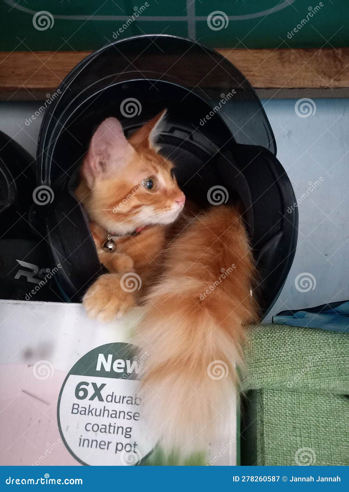 Silent cute kitten stock image. Image of hair, brown - 278260587